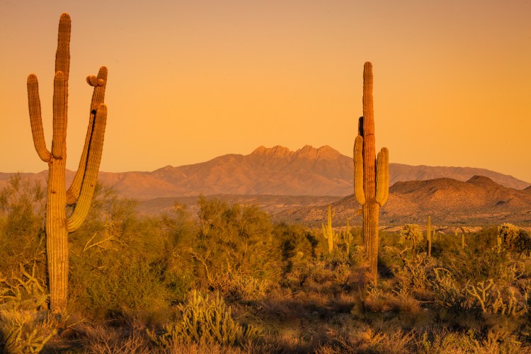 About – Arizona Association of Addiction Professionals